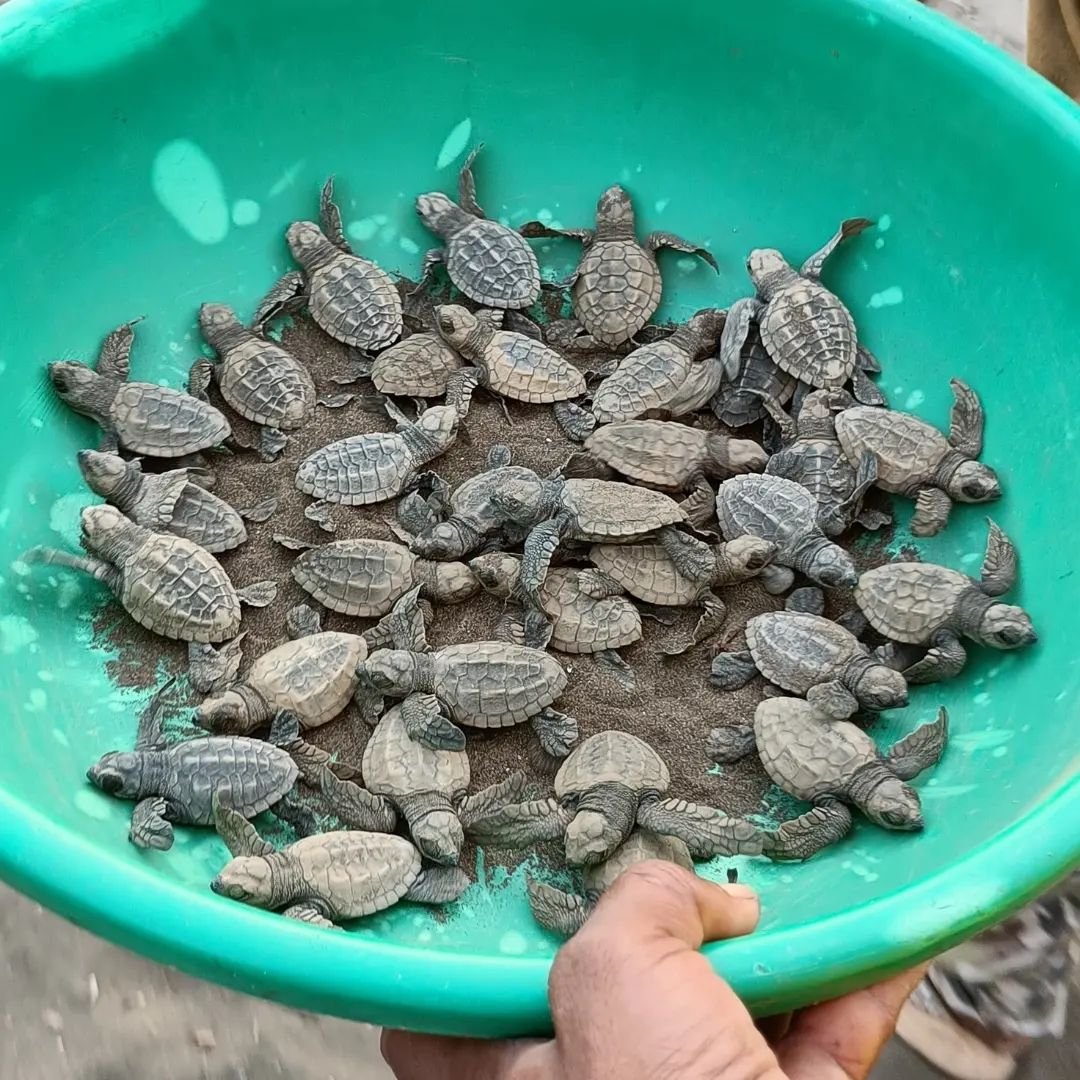 Velas Turtle Festival - A Complete DIY Guide - Nomads of India