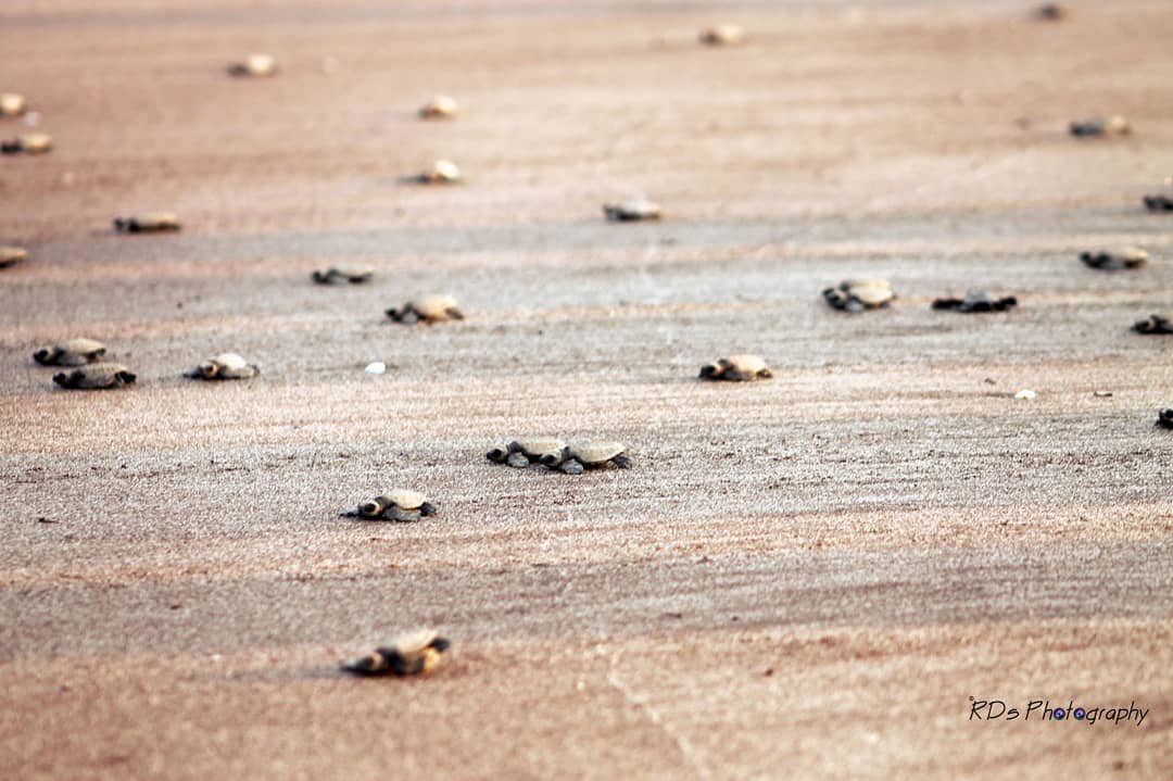 Velas Turtle Festival - A Complete DIY Guide - Nomads of India