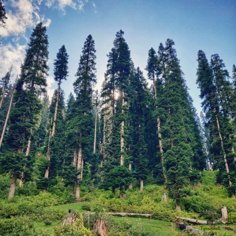 Tarsar Marsar Trek: An Ultimate Guide - Nomads of India