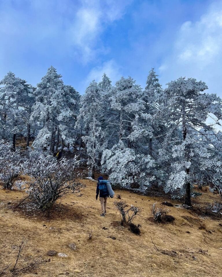 Sandakphu Trek: A Comprehensive Guide (2024) - Nomads of India